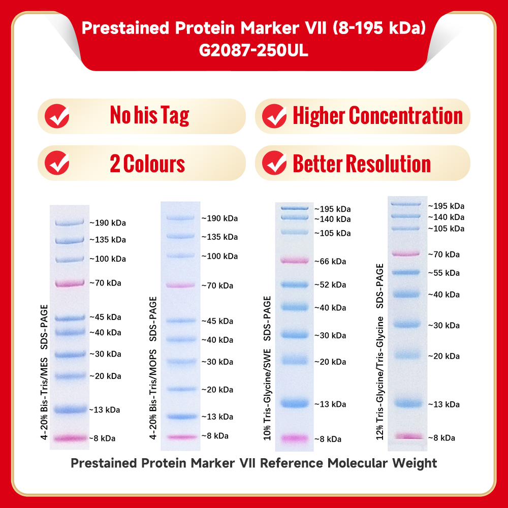 G2058-250UL Servicebio Prestained Protein Marker II (10-200 kDa / 250 μL